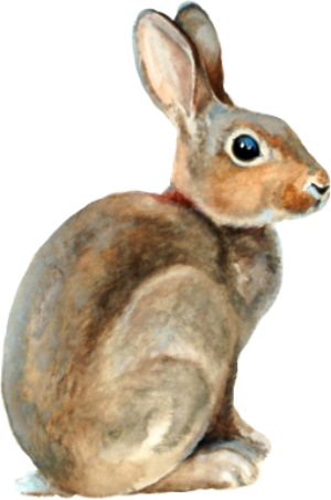 Le lapin : un rongeur lui-aussi ! » École élémentaire Rives de Saône ...